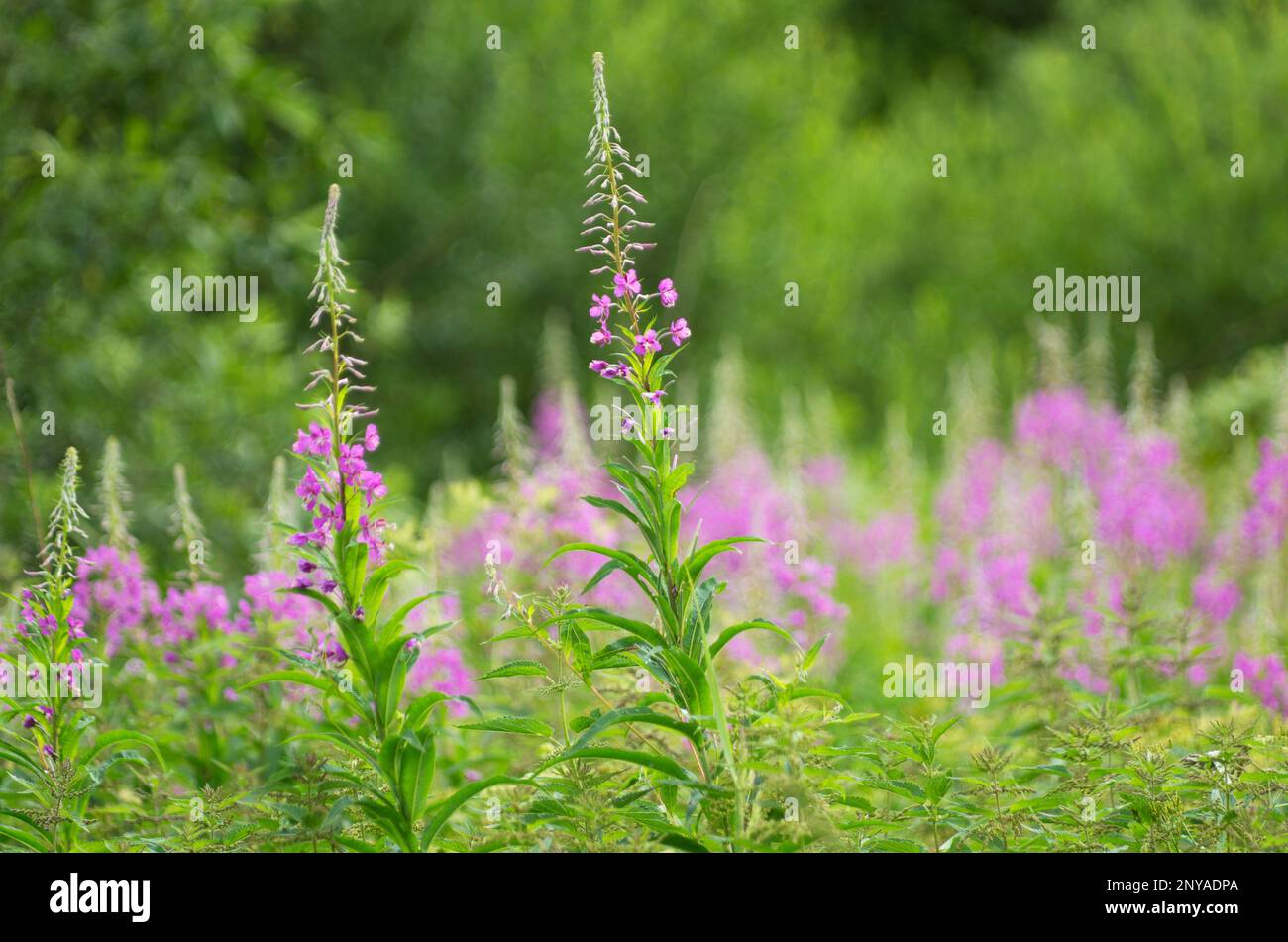 Beautiful pink meadow flowers hi-res stock photography and images - Alamy