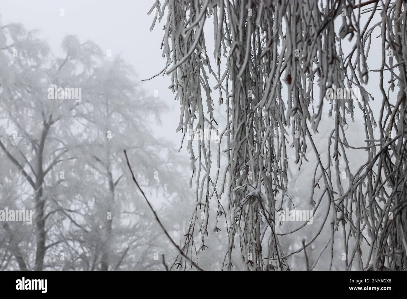 Branches covered with ice after freezing rain. Sparkling ice covered ...
