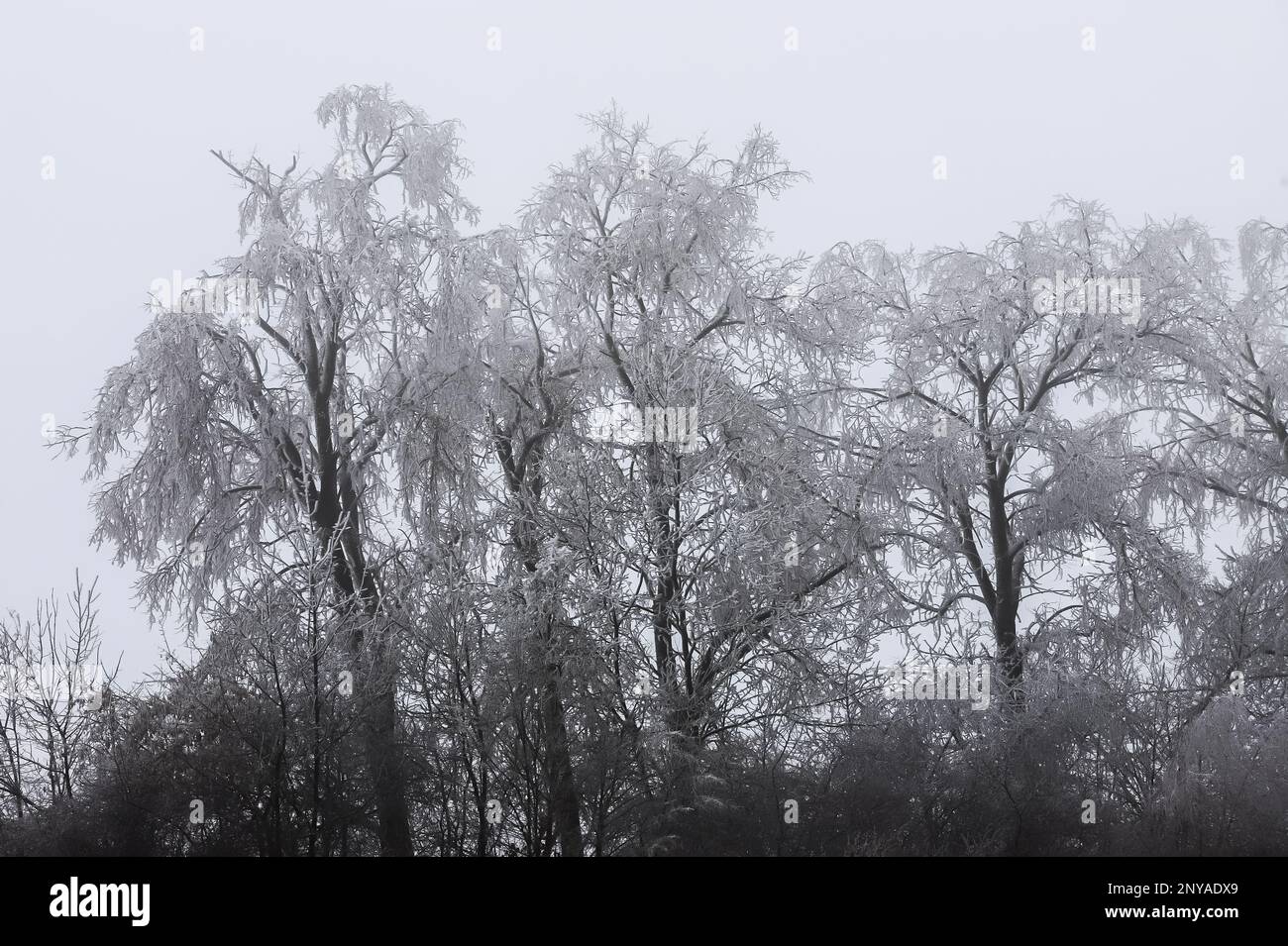Trees and bushes covered in frozen rain. winter landscape after a ...
