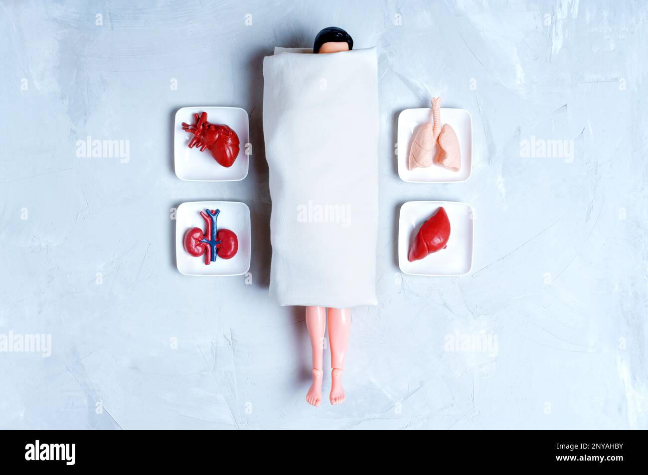 Toy male model covered with white sheet and small trays with anatomical ...