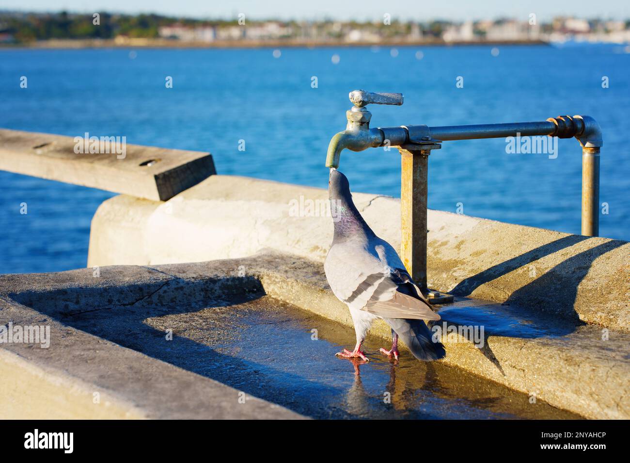 Dove drinking water from a tap on a pier on a sunny day Stock Photo - Alamy