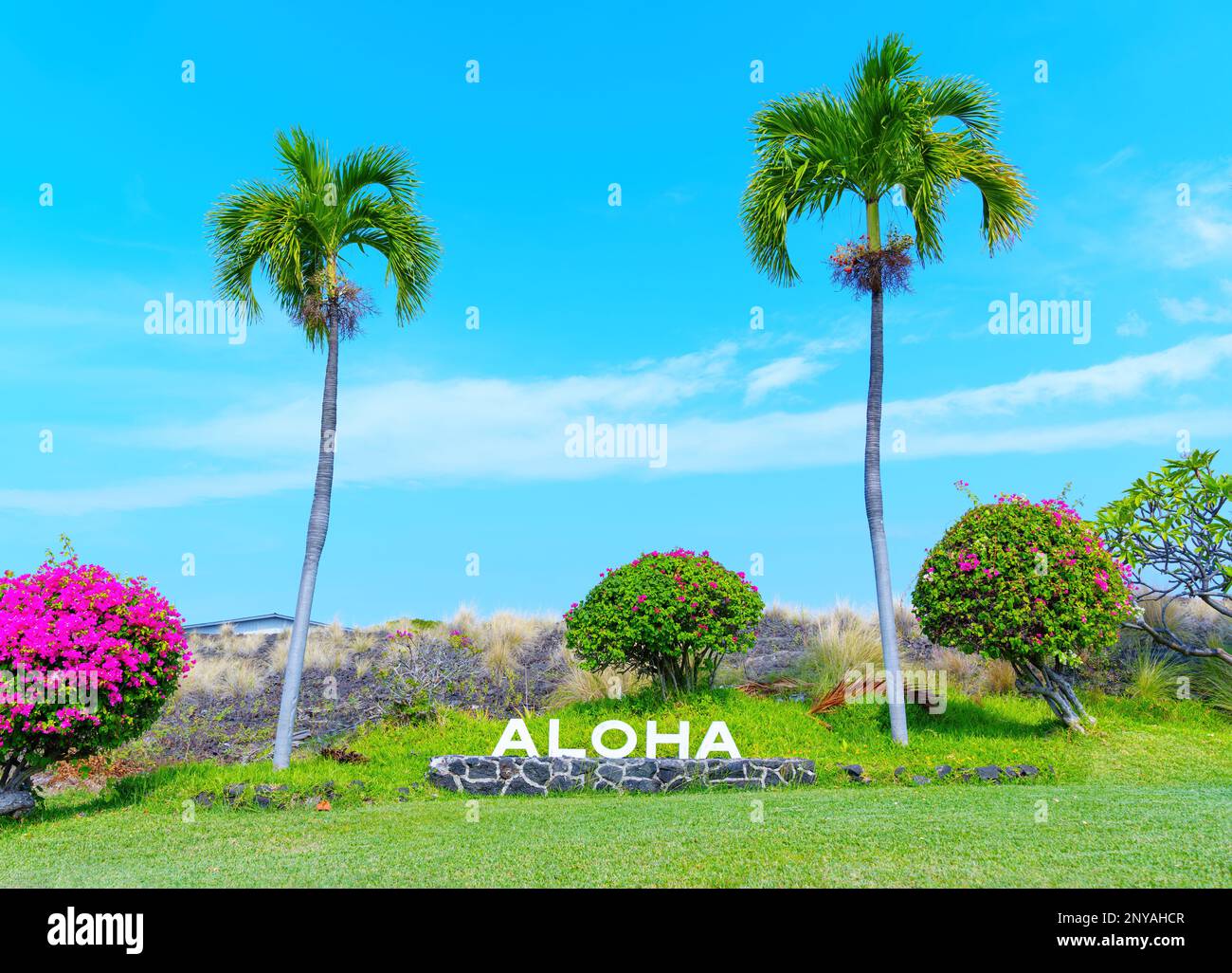 Aloha sign set among a lush tropical landscape, complete with palm ...