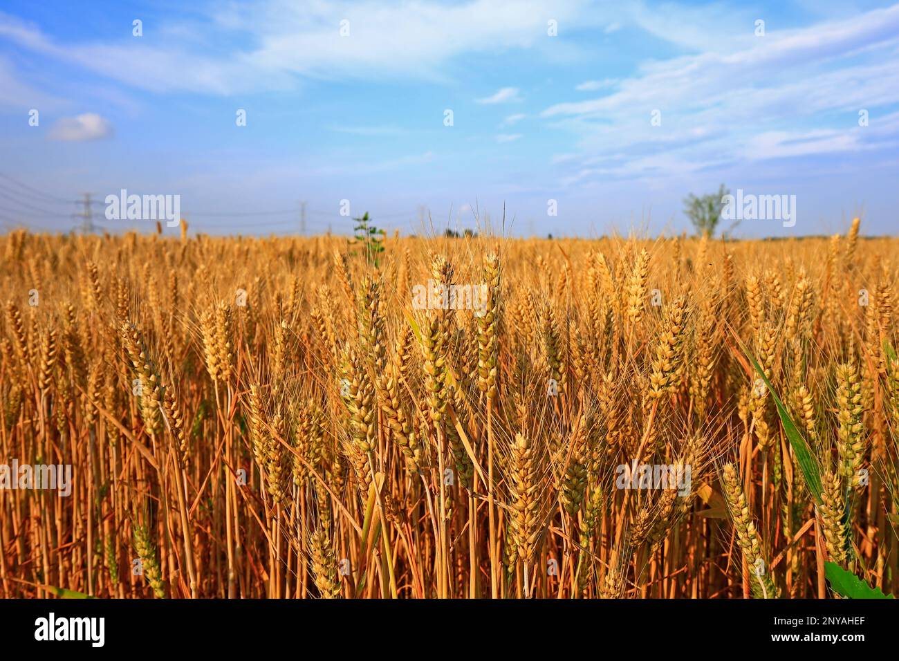 The mature wheat Stock Photo - Alamy The mature wheat Stock Photo - Alamy
