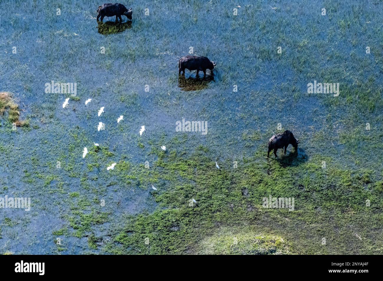 Arial telephoto shot of an African Buffalo -Syncerus caffer- grazing in ...