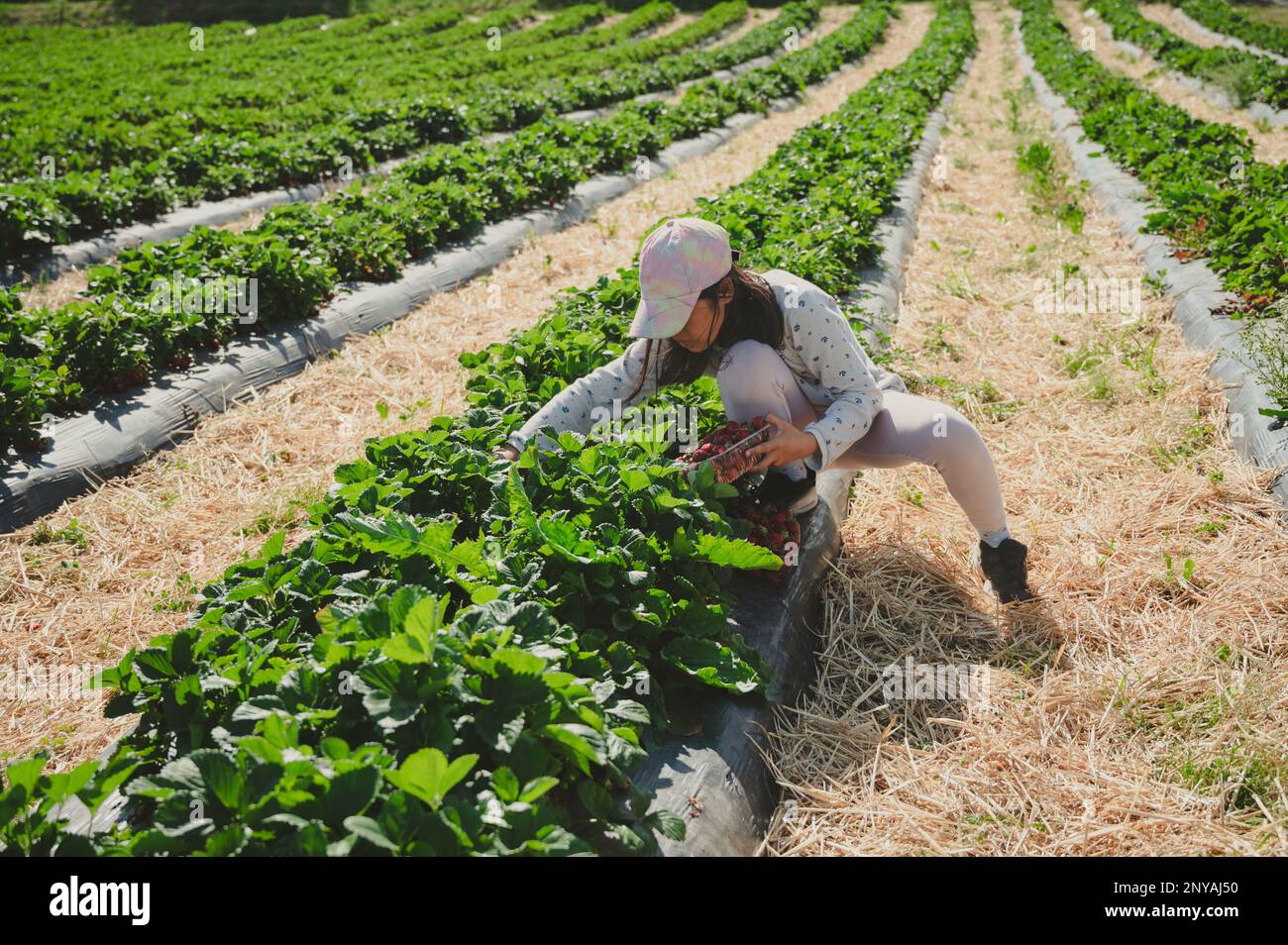 Child girl garden strawberry hi-res stock photography and images - Alamy