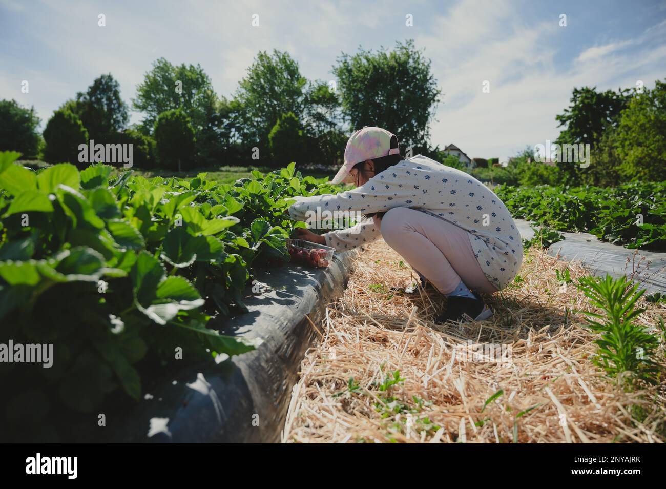 Child picking strawberries. One Asian girl in the organic farm in ...