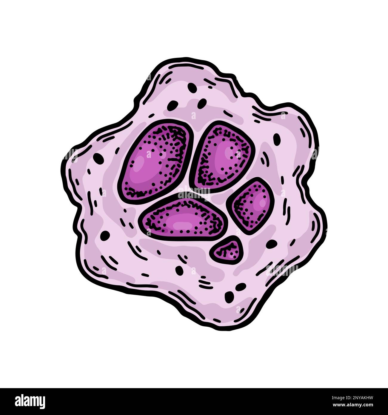 Megakaryocyte blood cell isolated on white background. Hand drawn ...