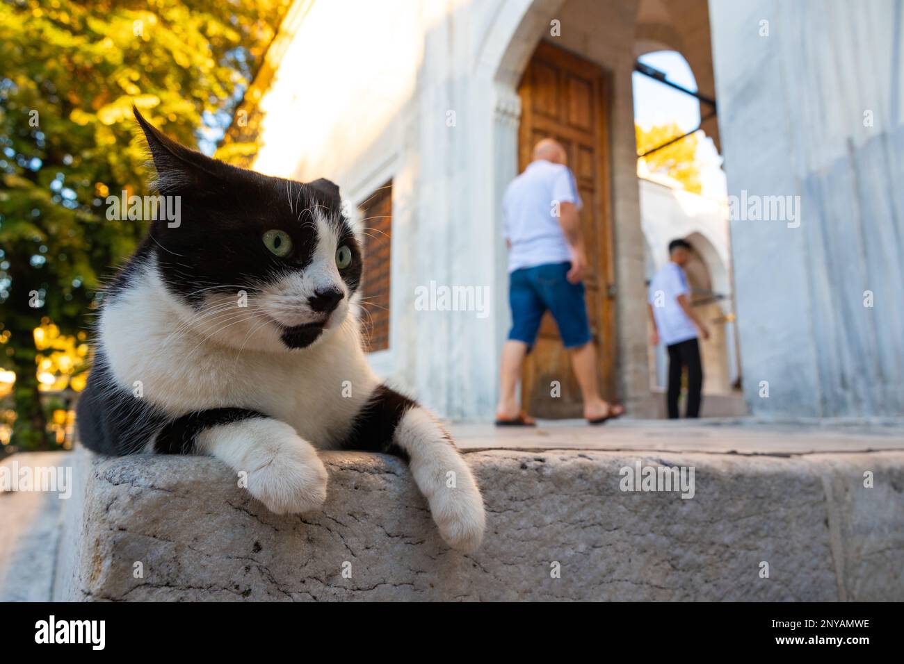 Stray cat sitting on the stairs of a mosque in Istanbul. Turkish ...