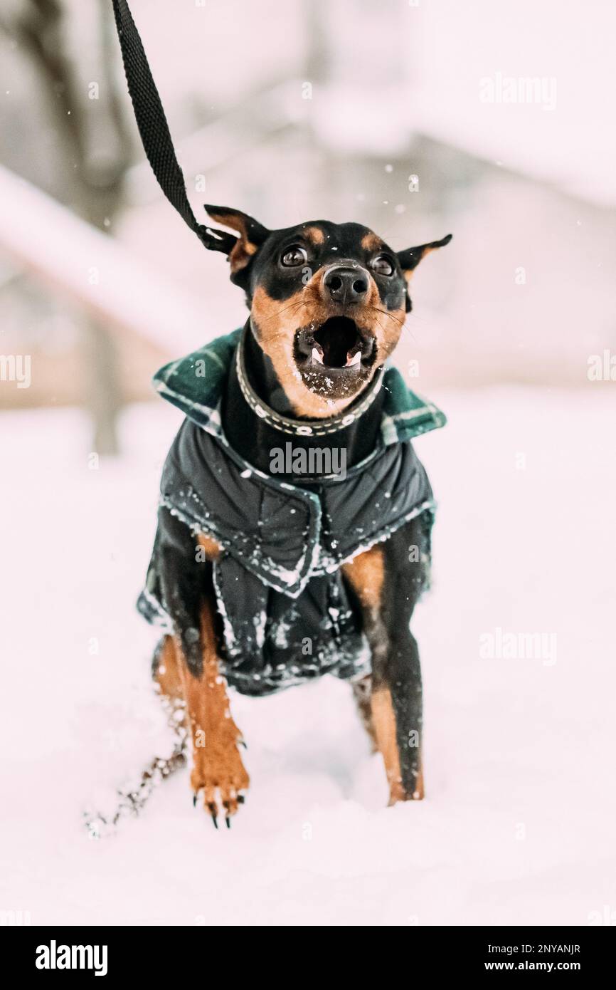 Funny pinscher hi-res stock photography and images - Alamy