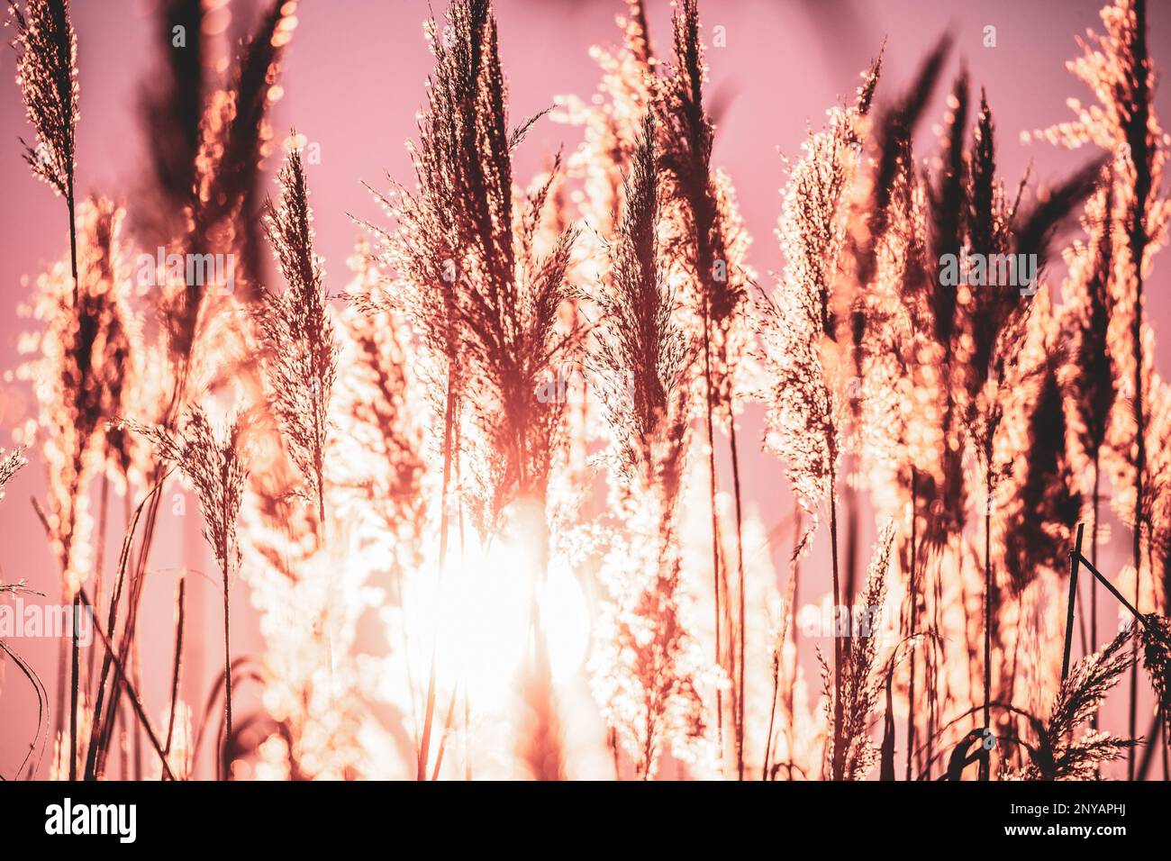 Dry grass in the golden light of the rising sun hi-res stock ...