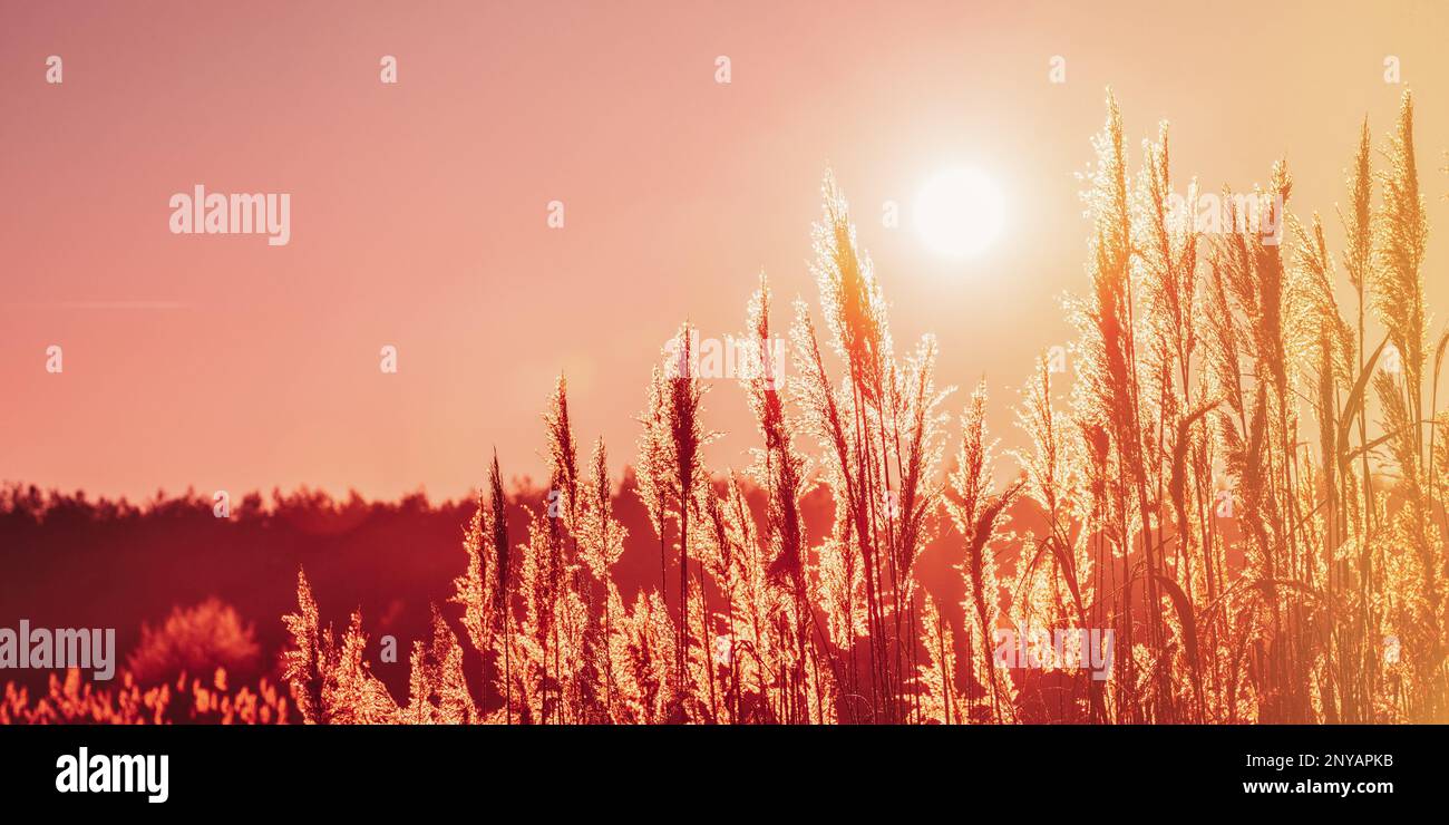 Panoramic View Of Dry Grass In Sunset Sunlight. Beautiful Plant On ...