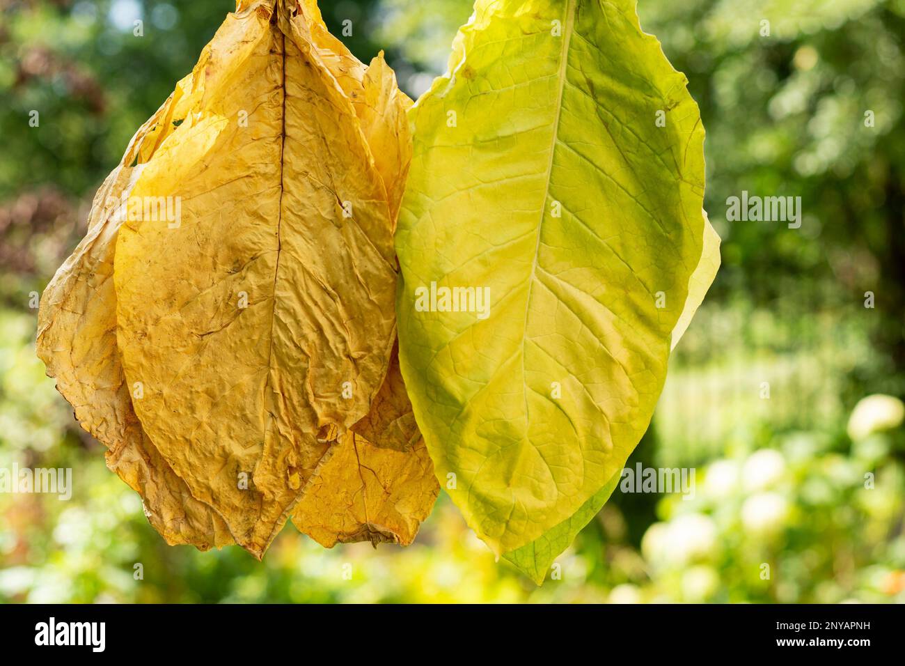 Raw tobacco leaf hi-res stock photography and images - Alamy