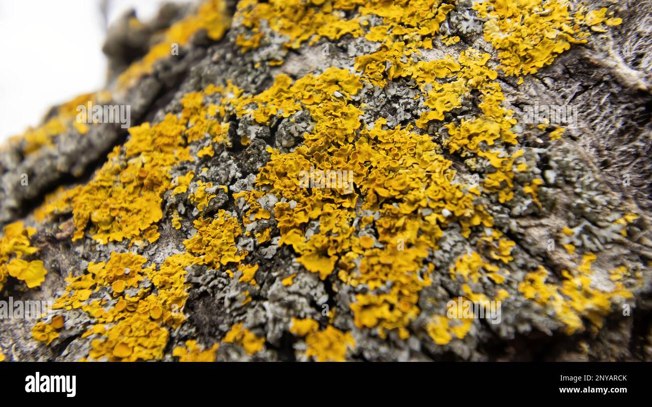 Yellow lichen, xanthoria parietina, on the dry branch of the fruit tree ...