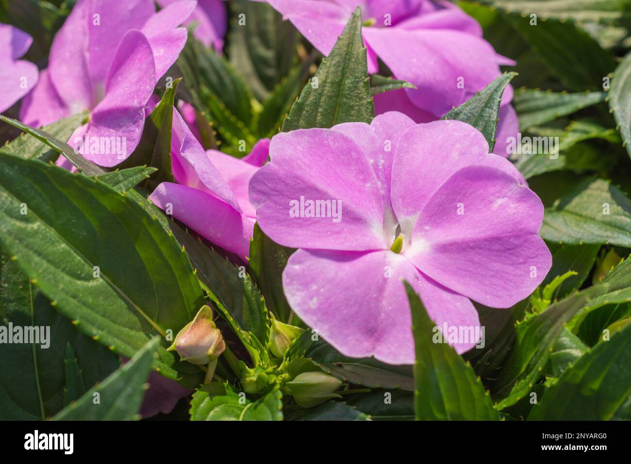 Papua new guinea flower hi-res stock photography and images - Alamy