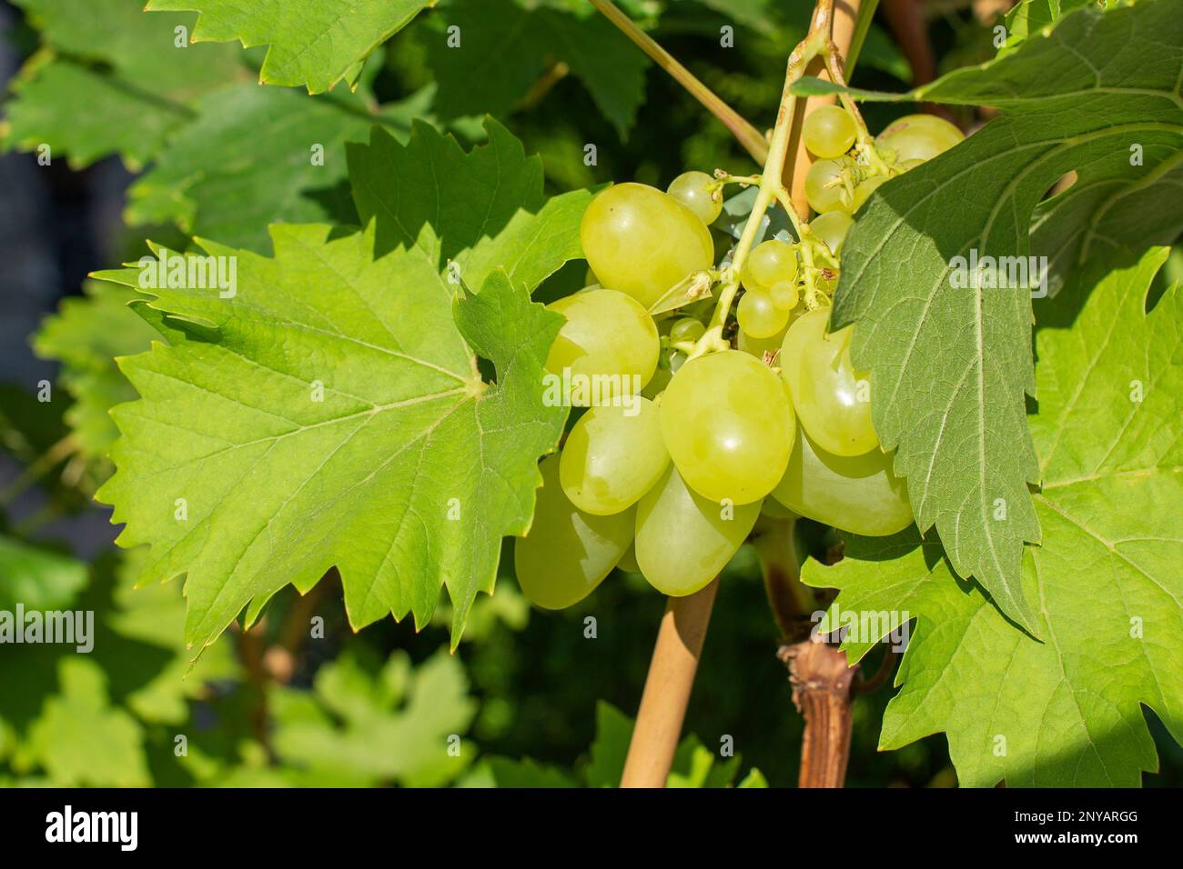 Green single grape hi-res stock photography and images - Alamy