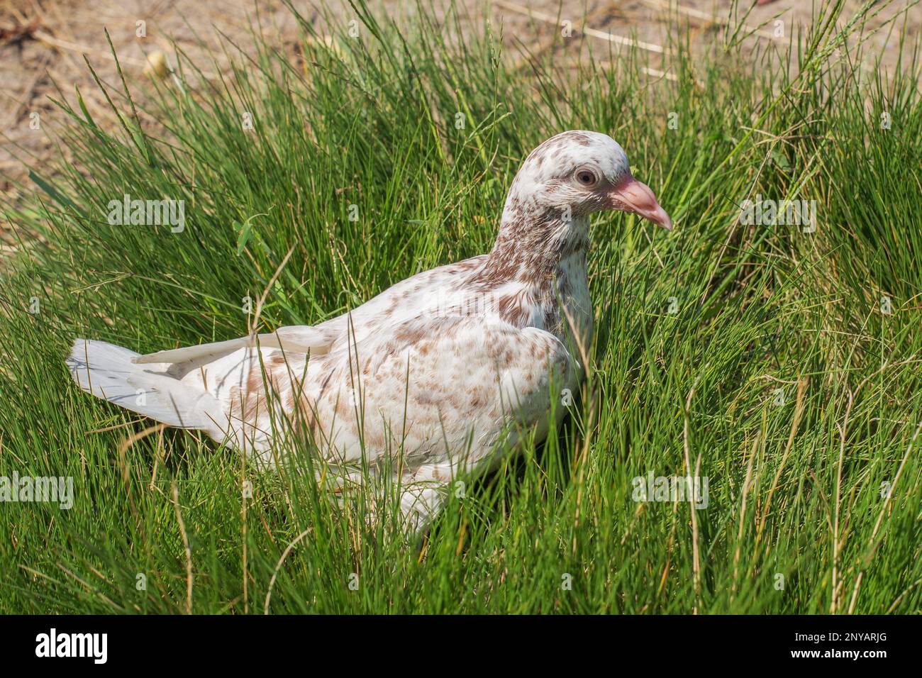 Farm animal field hi-res stock photography and images - Alamy