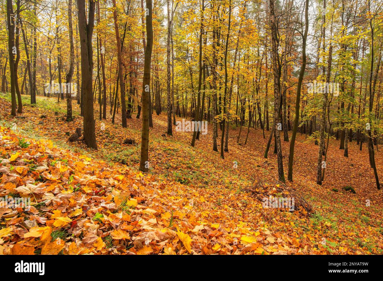 Fall scenery images hi-res stock photography and images - Alamy
