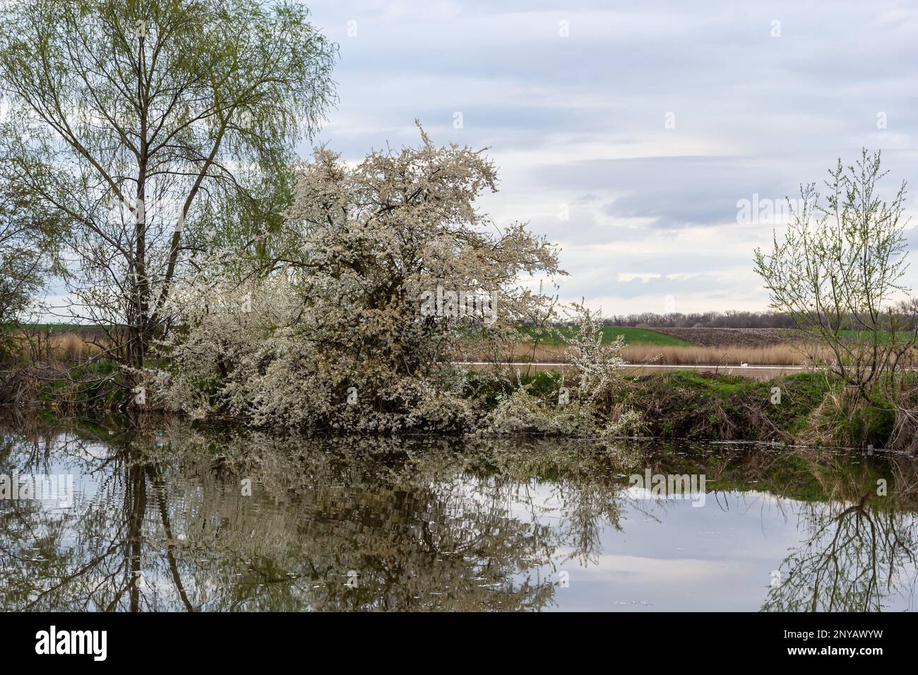 Early spring in the city park. Amazing view of the pond. City park in ...