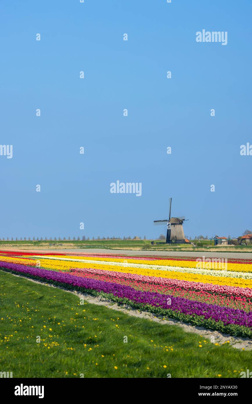 Netherlands windmill tulip hi-res stock photography and images - Alamy