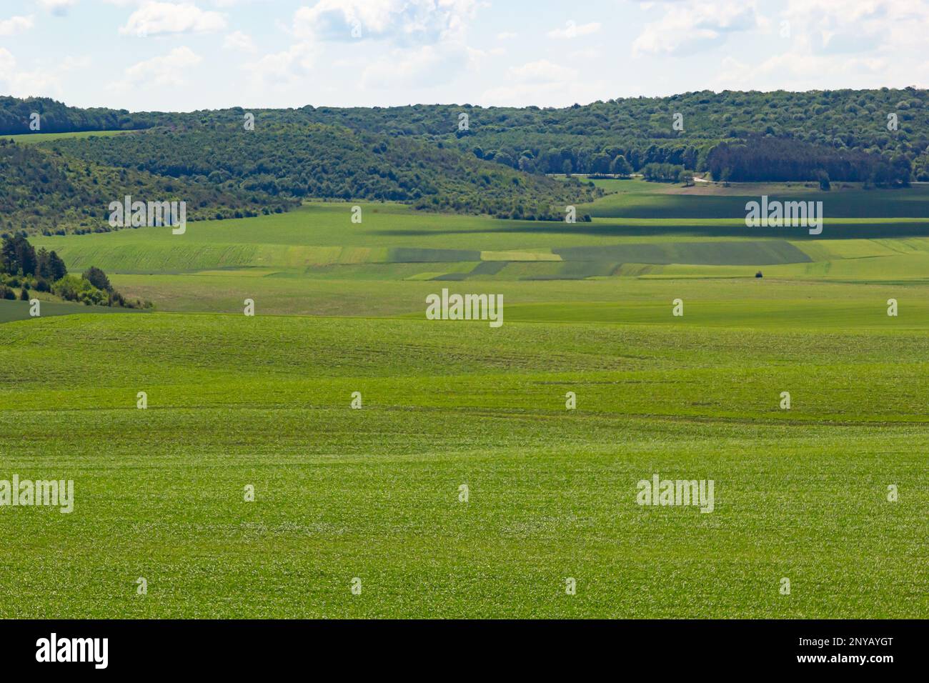 Summer landscape with hilly green field and forest in the distance ...