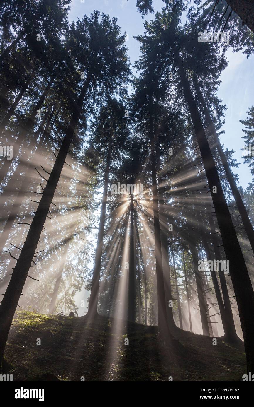 Alpine forest hi-res stock photography and images - Alamy