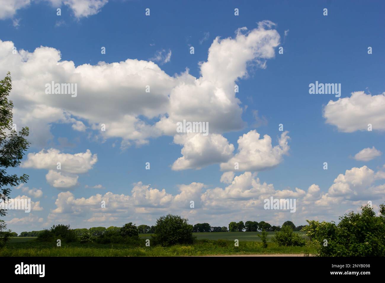 Summer landscape with hilly green field and forest in the distance ...