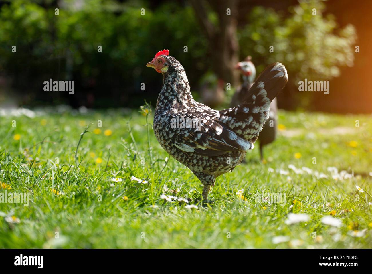 Hen standing on grass hi-res stock photography and images - Alamy