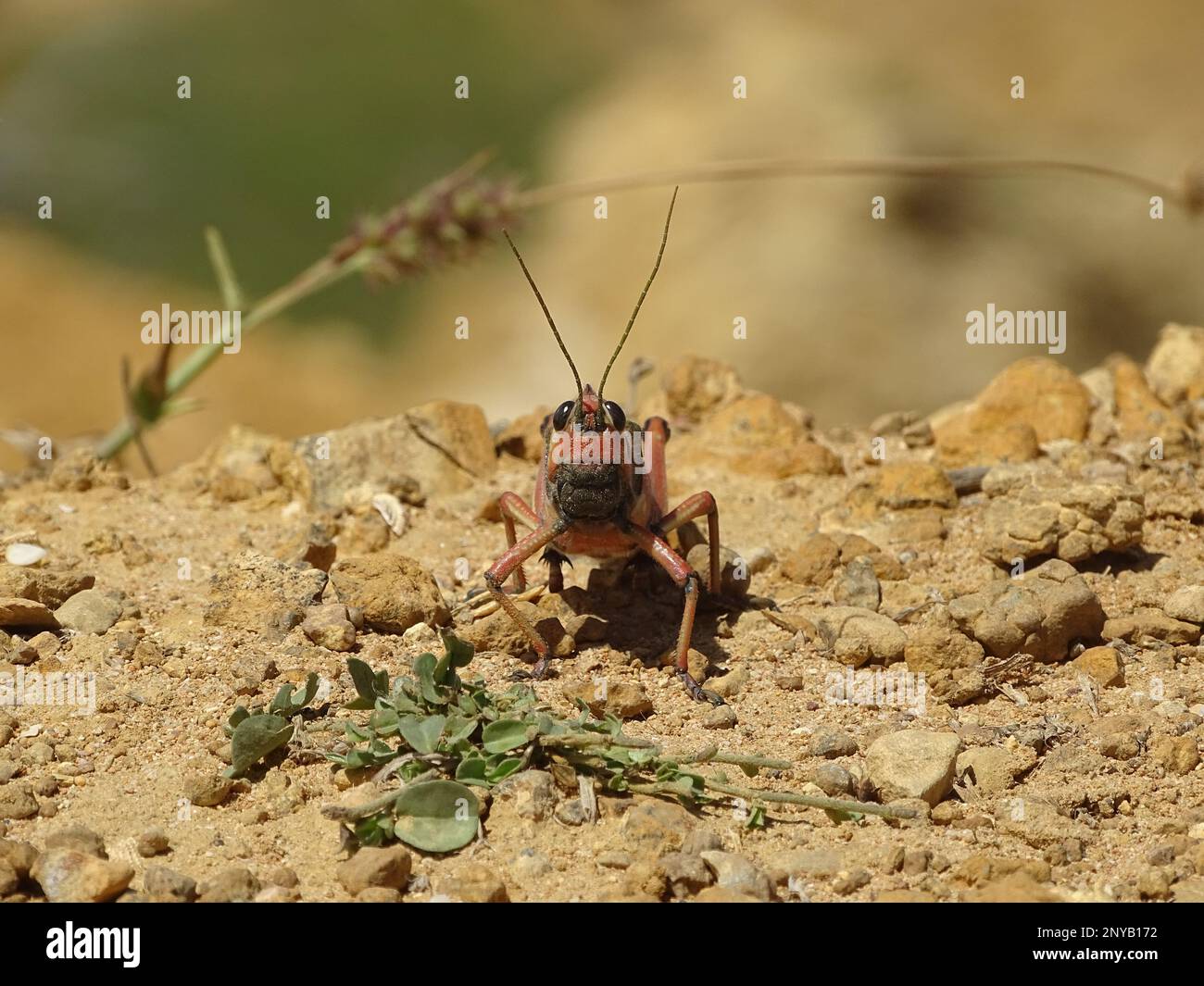Friendly looking red grasshopper smiling into the camera Stock Photo ...