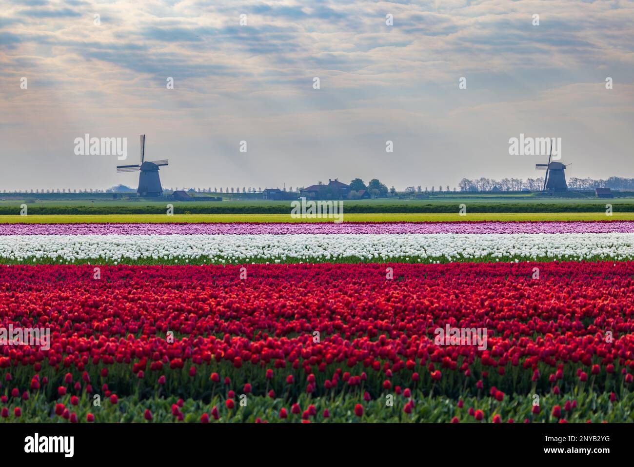 Netherlands windmill tulip hi-res stock photography and images - Alamy