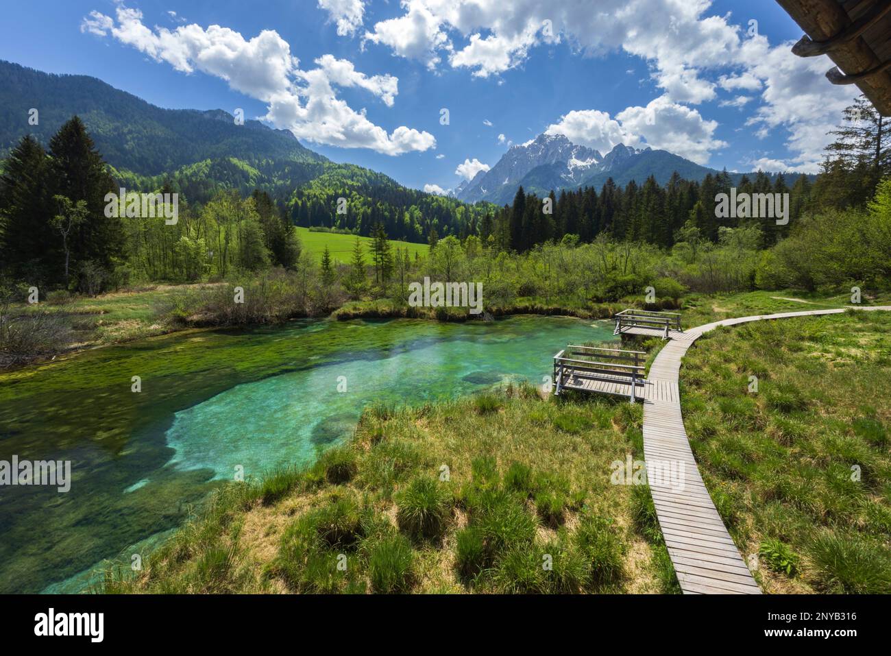 Spring landscape in Zelenci, Slovenia Stock Photo - Alamy