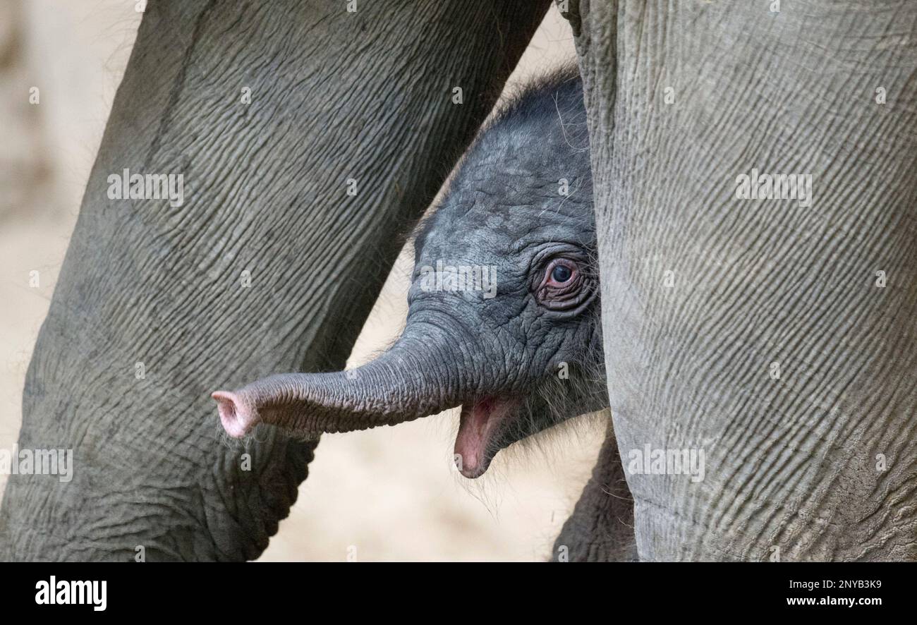 A female baby elephant stands next to its mother ' Salvana" in the ...