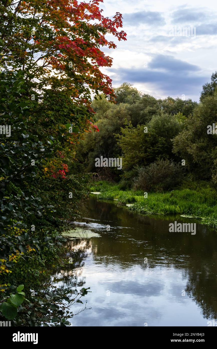 Autumn foliage is reflected in the river. Riverside environmnet of ...