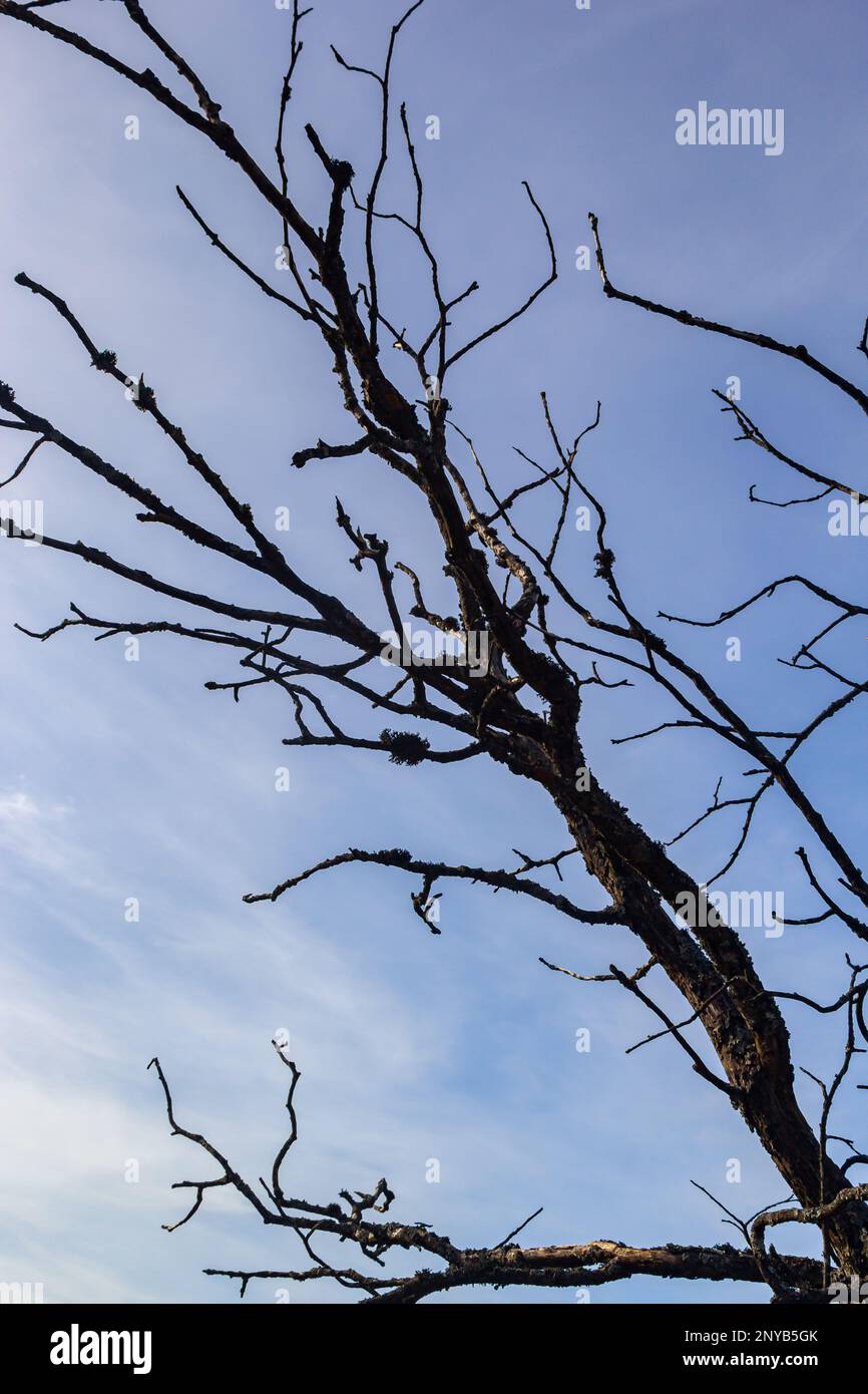 The old and completely dry tree growing against the blue sky Stock ...