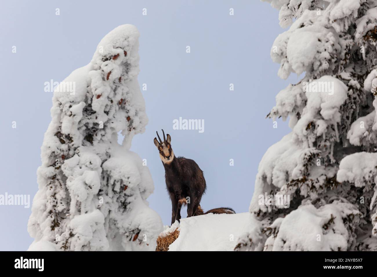 Chamois mountain goat chamoises rupicapra hi-res stock photography and ...