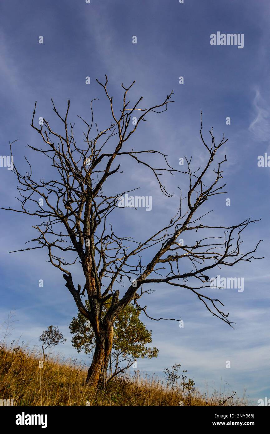 Dead trees stem hi-res stock photography and images - Alamy