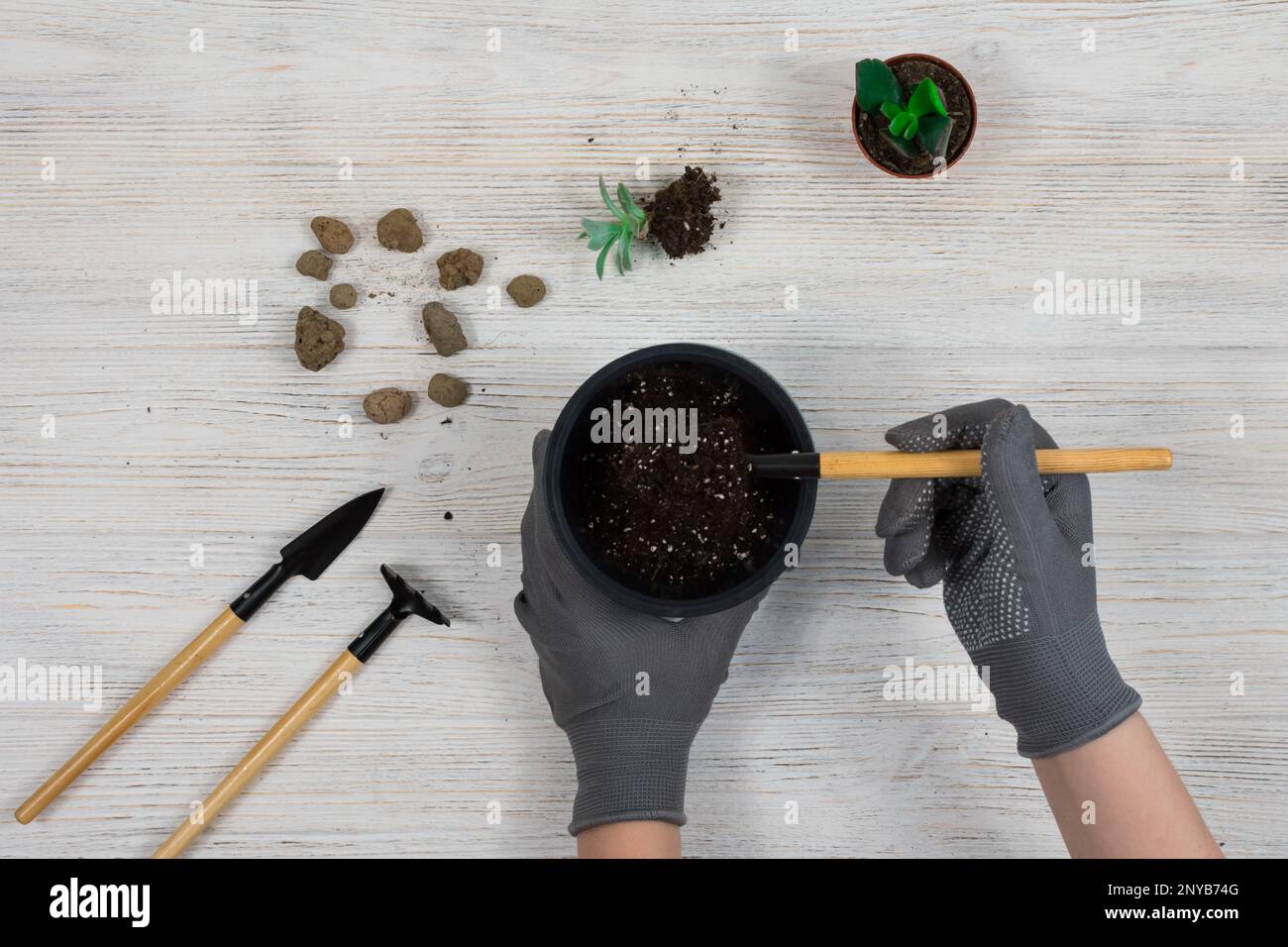 Female hands in gray gardening gloves pour the earth into a pot for ...