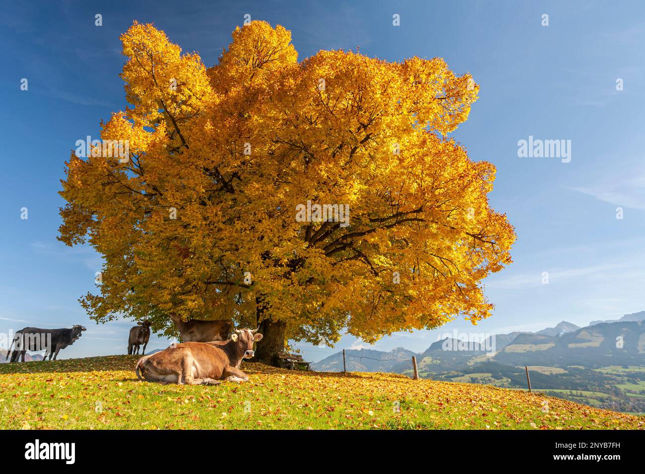 Bavarian tree hi-res stock photography and images - Alamy