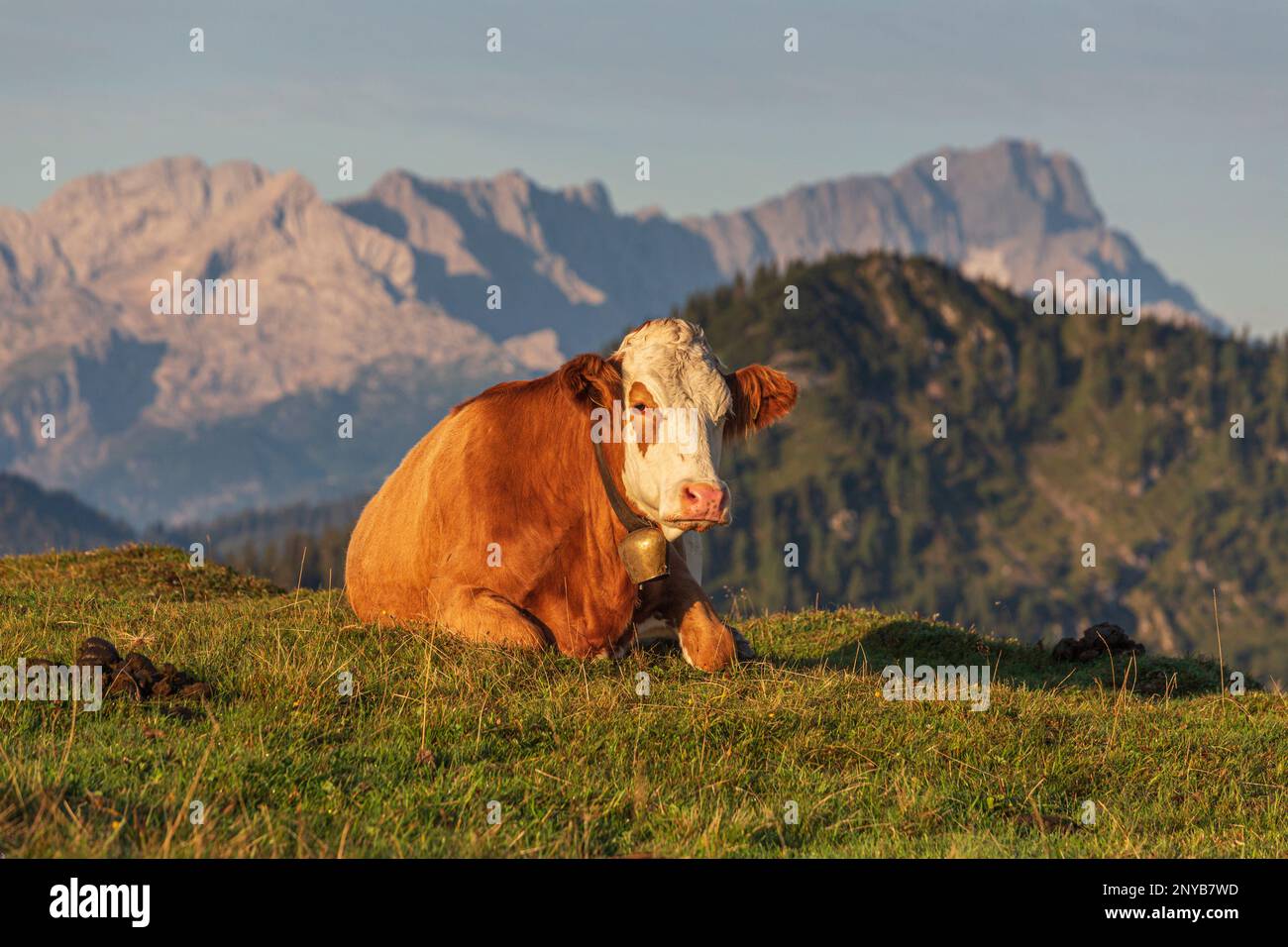 Cattle, Simetsberg, in background Zugspitze, Bavarian Alps, Bavaria ...