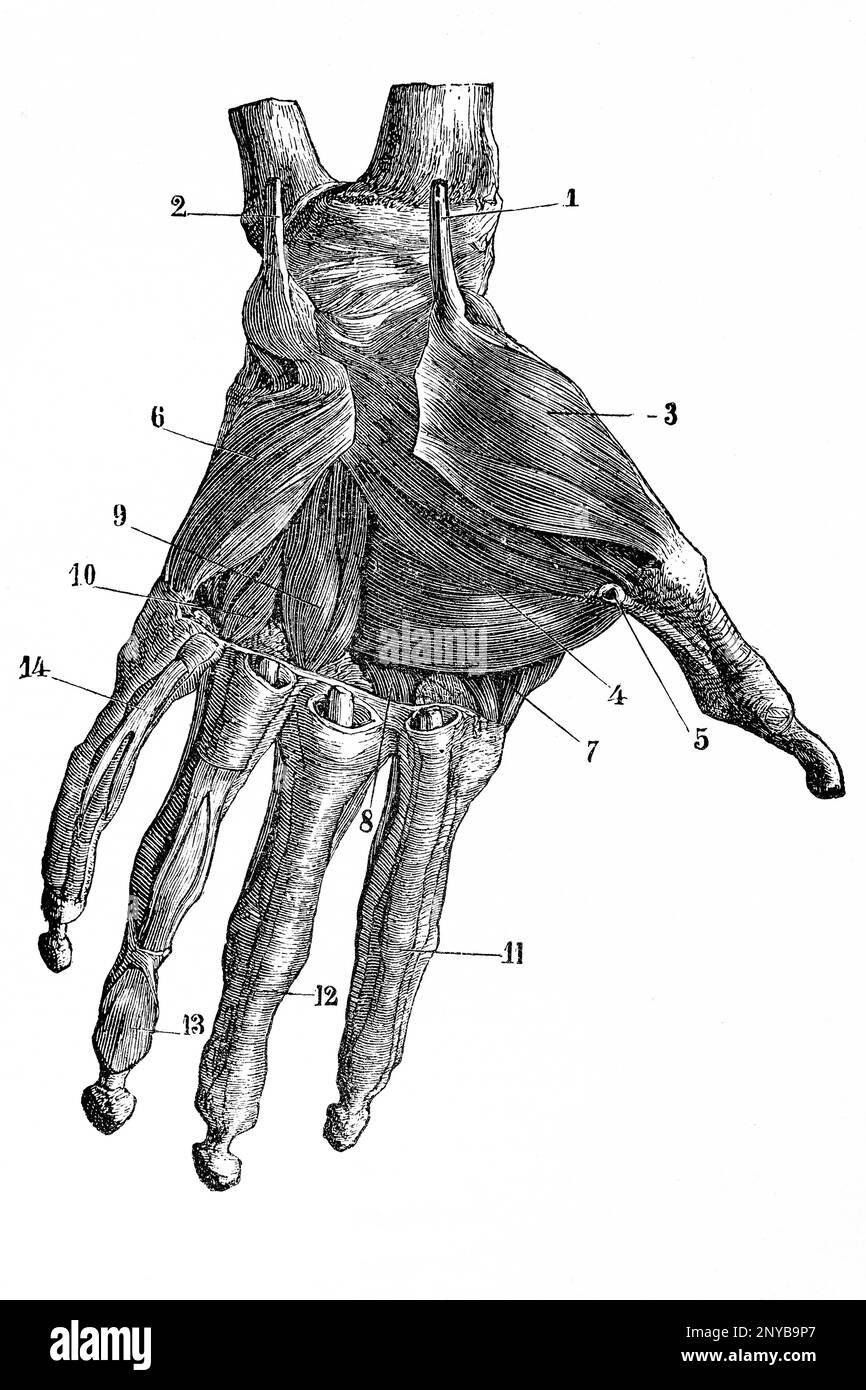 Muscle anatomy tendon hi-res stock photography and images - Alamy
