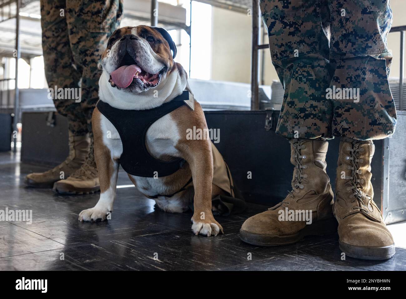 U.S. Marine Corps Cpl. Manny, the mascot of Marine Corps Recruit Depot ...