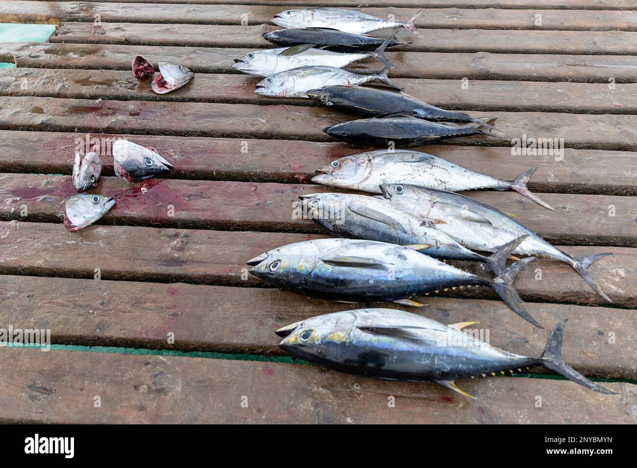Famous wooden pier in Santa Maria town on Sal island, daily catch of ...
