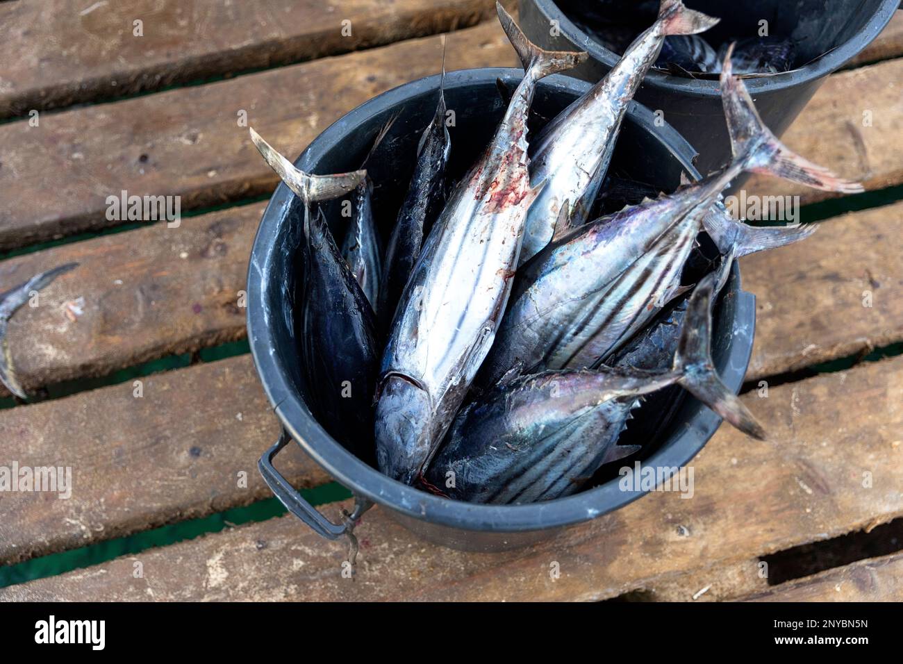 Famous wooden pier in Santa Maria town on Sal island, full of fishermen ...