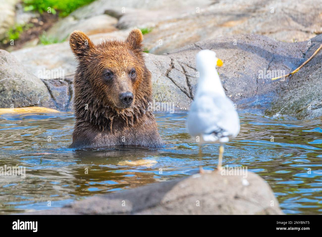 Young, cute bear sitting in the water and observing a blurry white ...