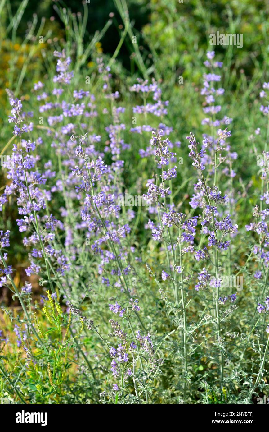 Nepeta nepetella aragonensis hi-res stock photography and images - Alamy