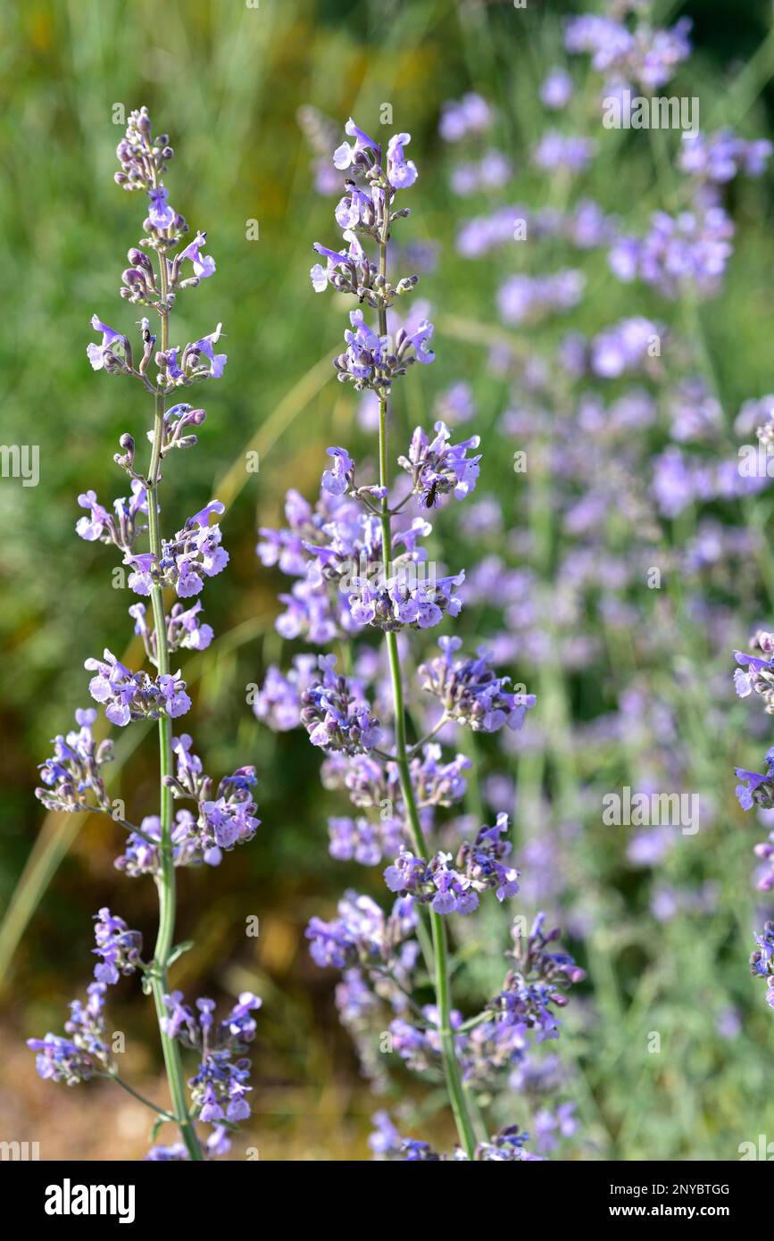 Nepeta nepetella aragonensis hi-res stock photography and images - Alamy
