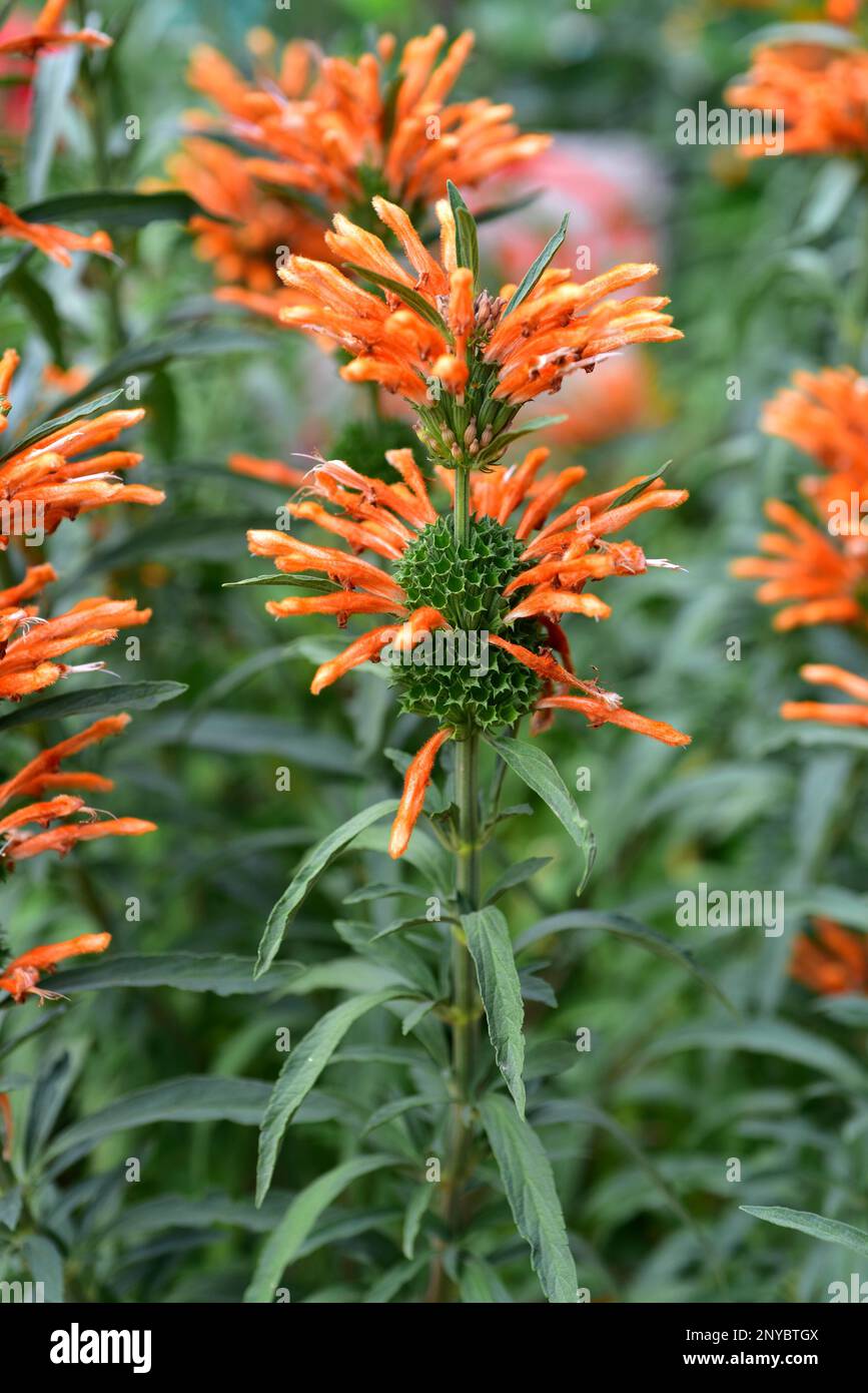 Flower wildlife hi-res stock photography and images - Alamy