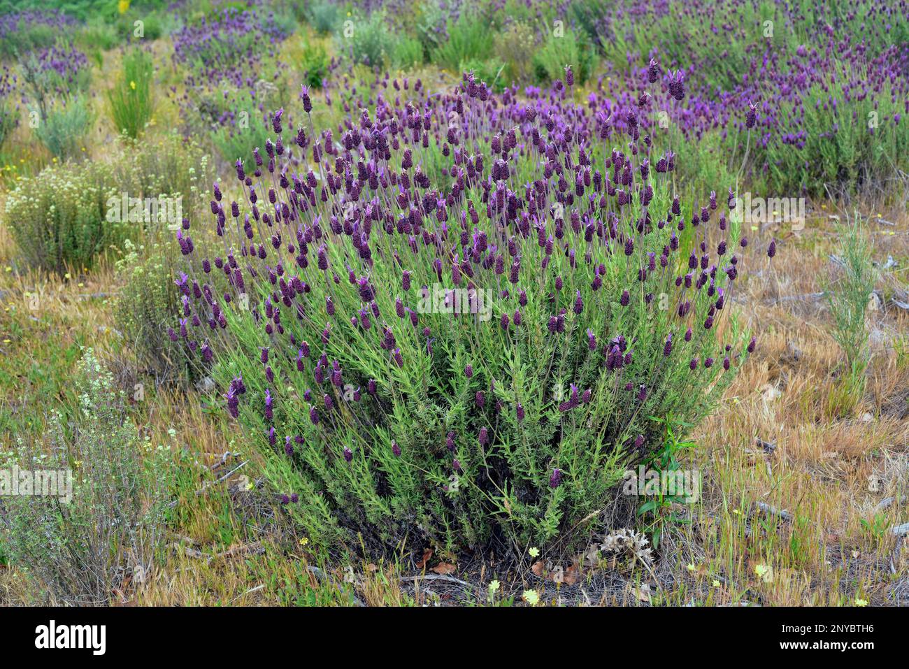 Lavender mediterranean hi-res stock photography and images - Alamy