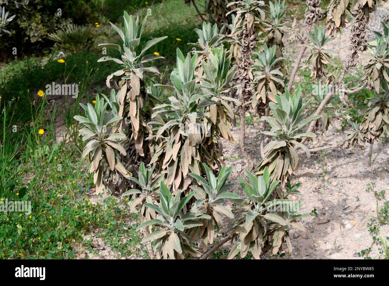 Candelabra plant hi-res stock photography and images - Alamy
