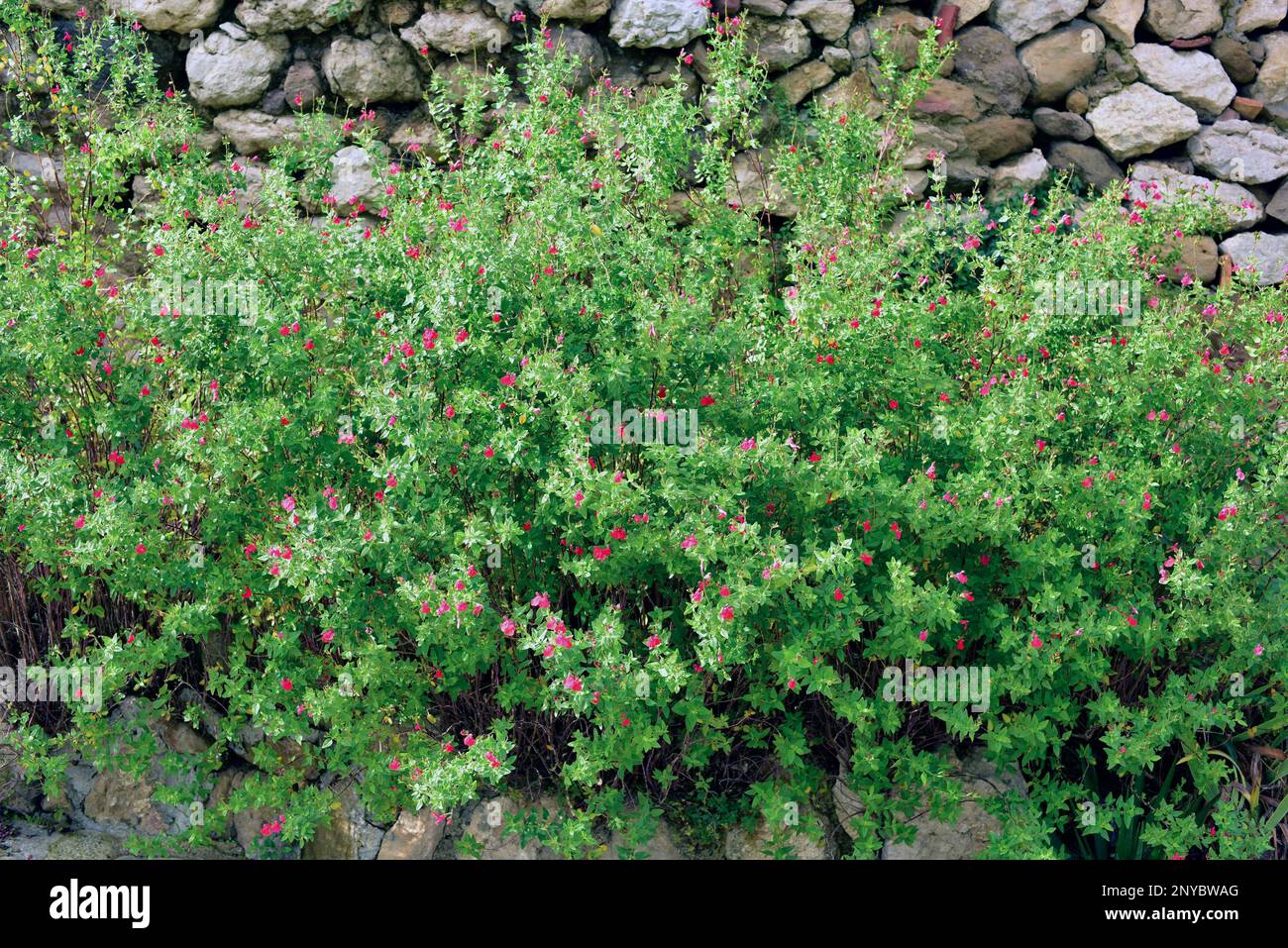 Microphyll hi-res stock photography and images - Alamy