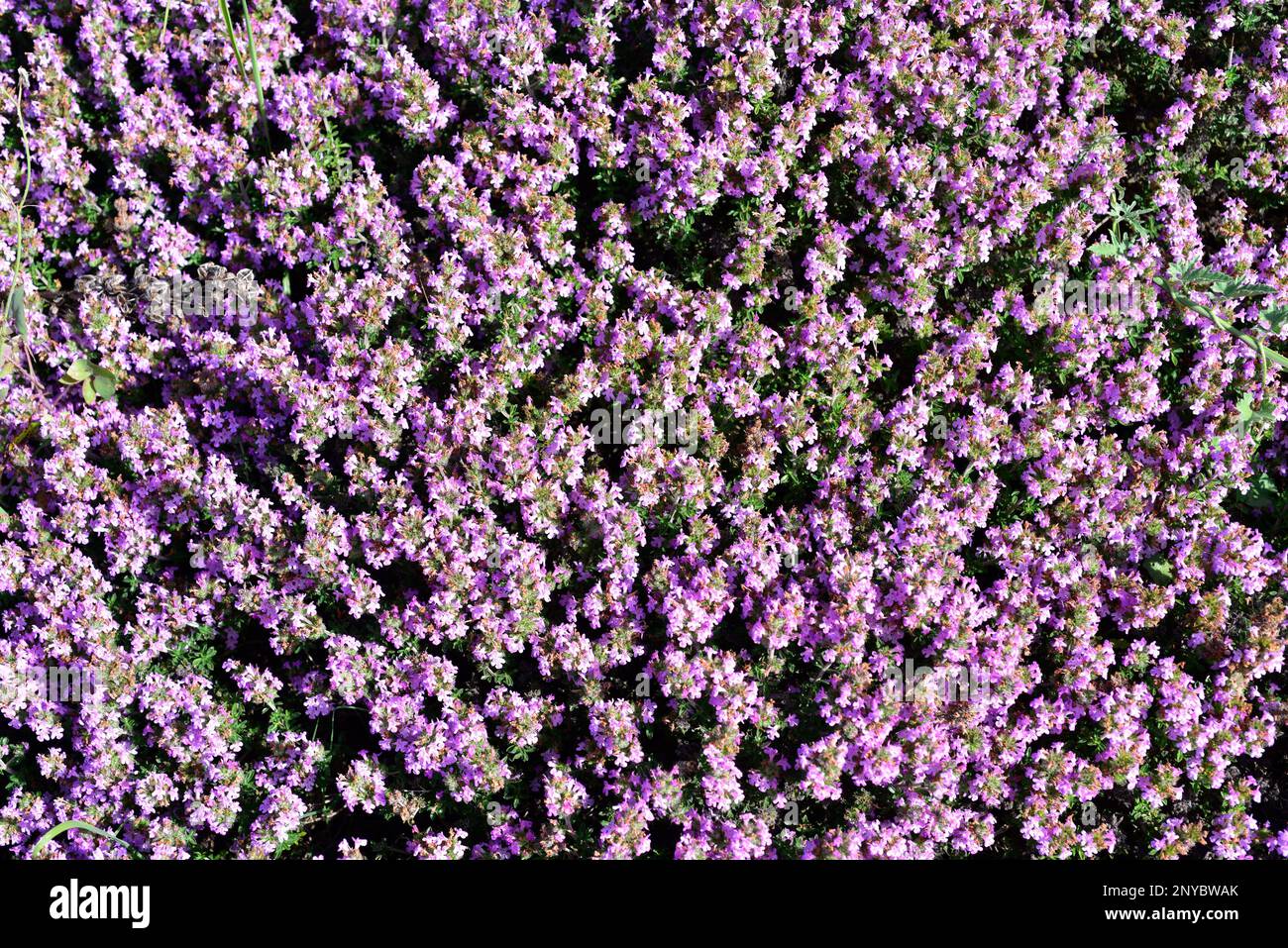 Mediterranean flowering shrub hi-res stock photography and images - Alamy